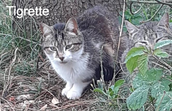 Tigrette - Ecole du Chat Libre de Caillerot - Animal Webaction