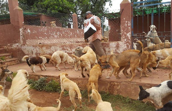 SOS Chiens du Maroc - UMPA - Animal Webaction
