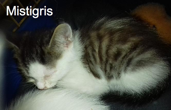 Mistigris - Pour l'Amour des Chats - Animal Webaction