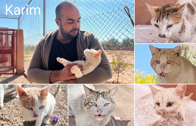 SOS cats Morocco - L'Arche de Noé - Animal Webaction