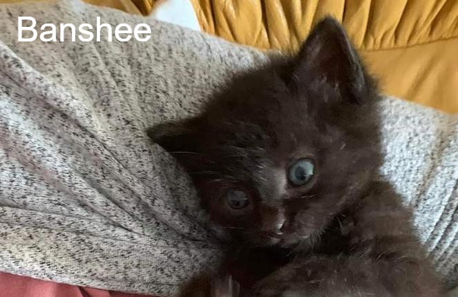 Banshee - Association Les Anges de Gaïa - Animal Webaction