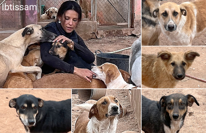 SOS 180 dogs Morocco - Help Adopt Moroccan Animals - Animal Webaction