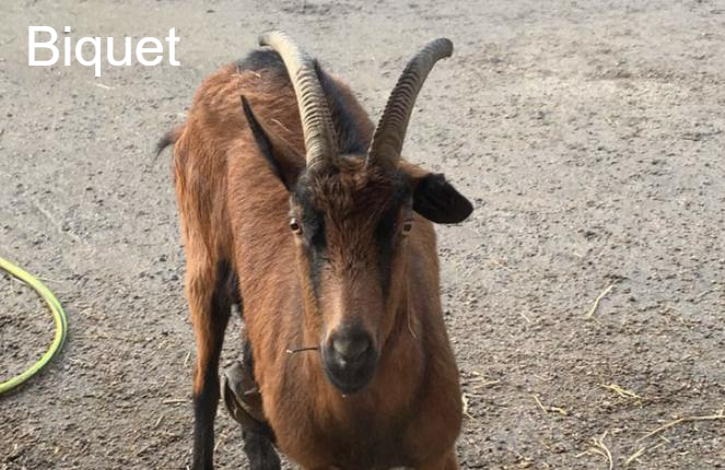 Biquet - Les Chevaux d'Elo - Animal Webaction