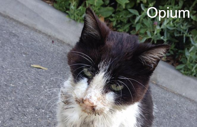 Opium - Le Chat Salonais - Animal Webaction