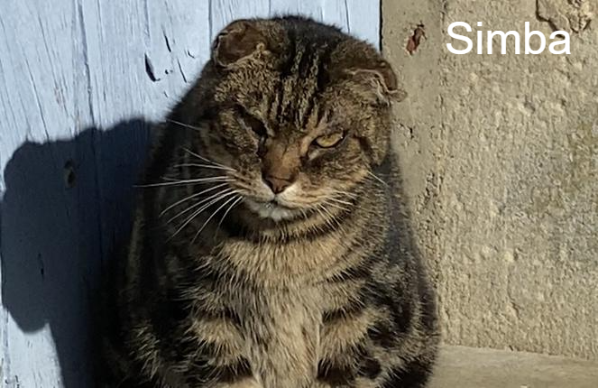 Simba - Les chats de Feelin’ Good - Animal Webaction