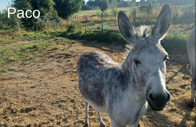 Paco - Tabula Rasa - Animal Webaction