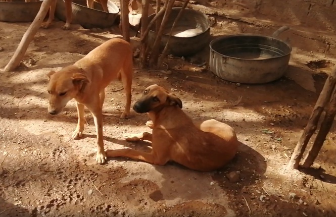 Emergency for these suffering Moroccan dogs - StrayDogs - Animal Webaction
