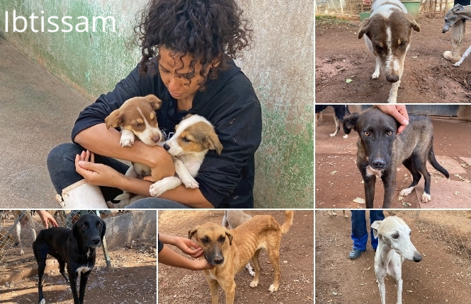 Rescue 127 dogs Morocco - Help Adopt Moroccan Animals - Animal Webaction
