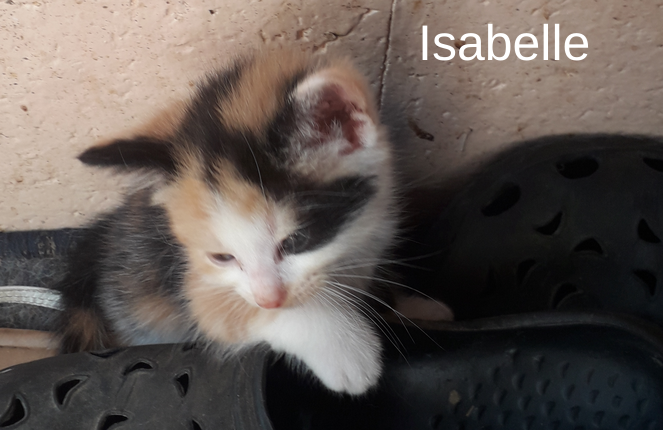 Isabelle - Chats Oubliés - Animal Webaction