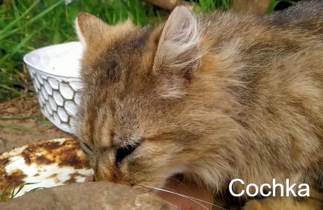 Cochka - Univers Libre - Animal Webaction