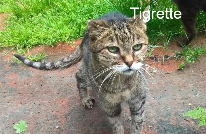 Tigrette - Cataïsta - Animal Webaction