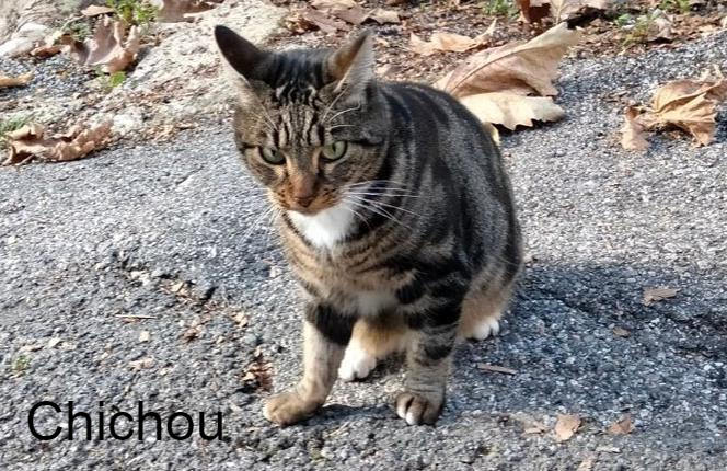 Chichou - A pas de Velours - Animal Webaction