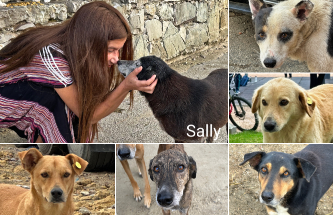 SOS dogs of Morocco - Sanctuaire de la Faune de Tanger (SFT) - Animal ...