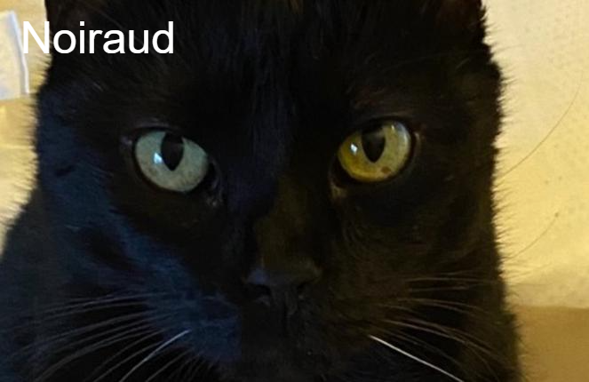 Noiraud - Les Petits Félins Sommierois - Animal Webaction