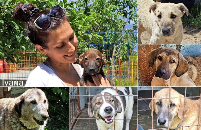 Emergency dogs from the dump - Civic Initiative Kane Korzo Skopje ...