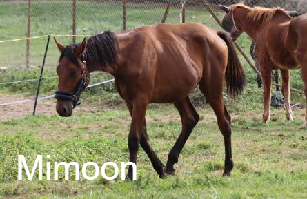 Mimoon - Les Chevaux d'Elo - Animal Webaction