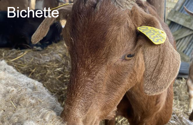 Bichette - Espoir au Galop - Animal Webaction