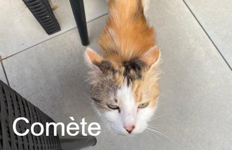 Comète - Association Des Chats De Hyeres - Animal Webaction
