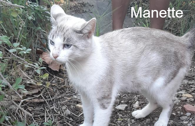 Manette - Les Miss'tigris de l'Espoir - Animal Webaction