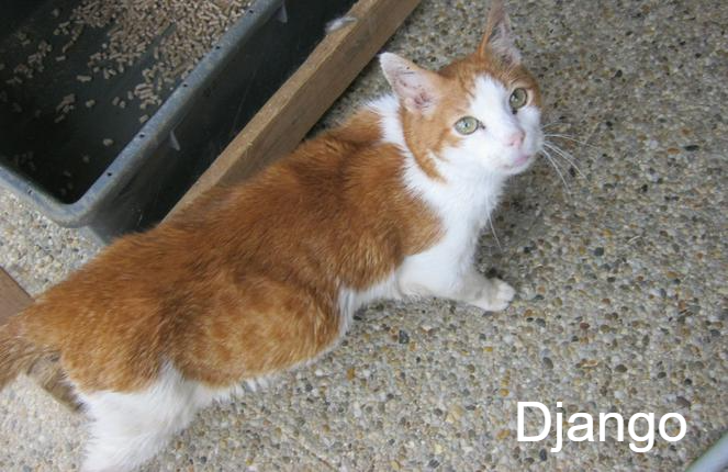 Django - Au Bonheur des Chats Libres - Animal Webaction