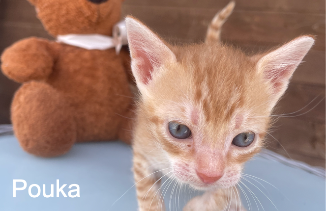 Pouka - Association des Chats Camarguais - Animal Webaction