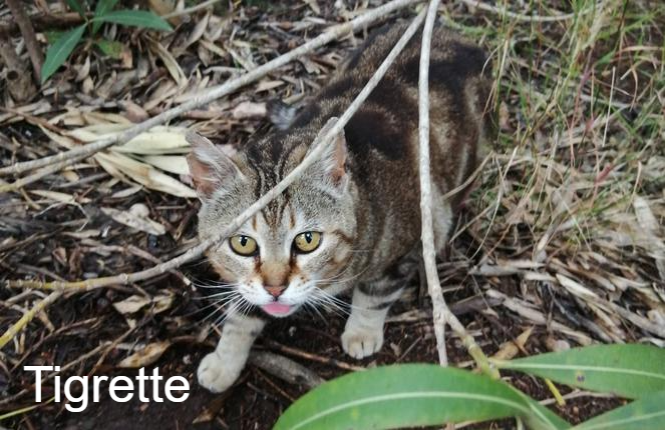 Tigrette - L'Ecole du Chat Istreen - Animal Webaction