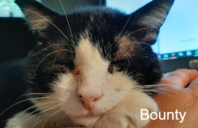 Bounty - Association Misty Pépère - Animal Webaction