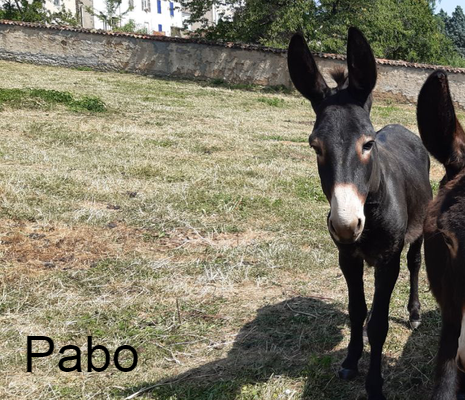 Pabo - ADADA - Animal Webaction