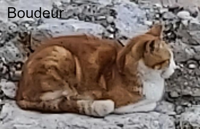 Boudeur - Lezard - Animal Webaction
