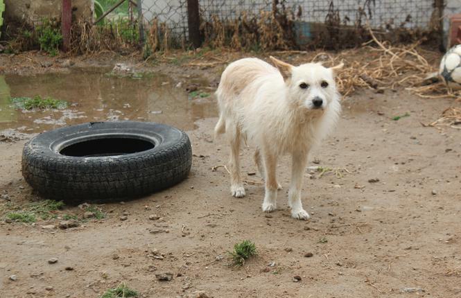 SOS Tunisian dogs - SOS Animaux Tunisie - Animal Webaction