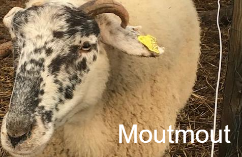Moutmout - La Ferme des Zanimobiles - Animal Webaction