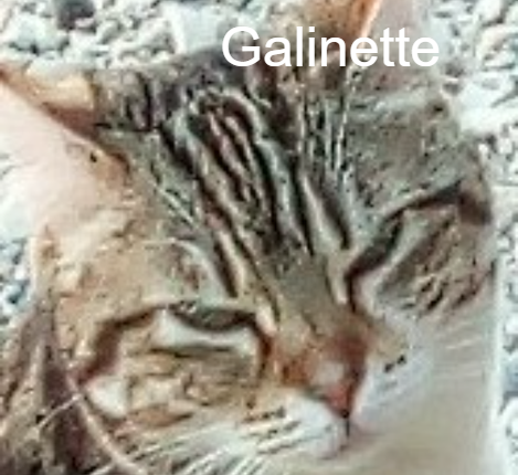 Galinette - 4 Pattes 30 - Animal Webaction