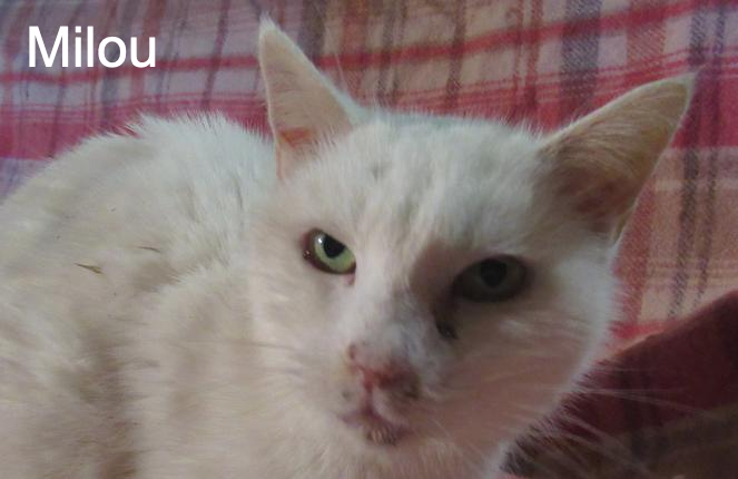 Milou - Jardin des Chats - Animal Webaction