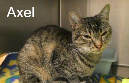 Axel - ANIMAL ATTITUDE - Animal Webaction