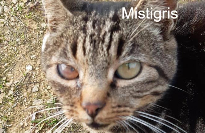 Mistigris - SOS Equidés - Animal Webaction