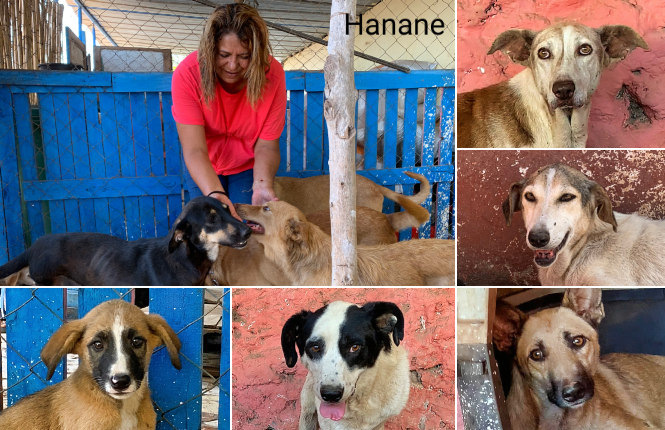SOS 210 chiens Maroc - AHPPAE - Animal Webaction