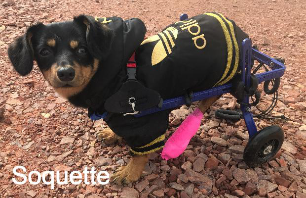 Soquette - Suzi Handicap Animal - Animal Webaction