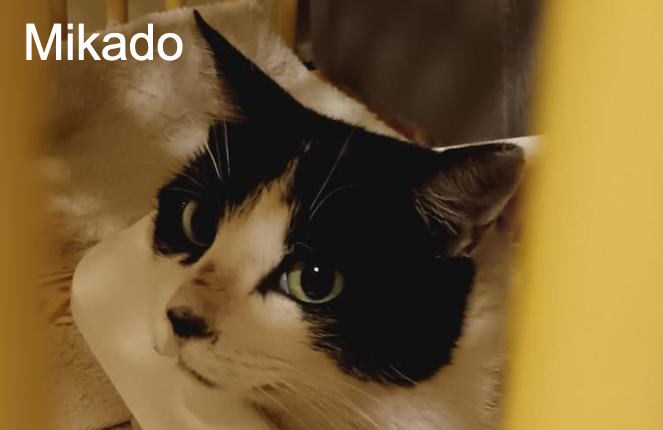 Mikado - L’École du Chat de Saint-Denis Langevin - Animal Webaction