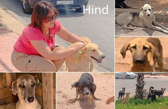 Rescue 160 dogs Morocco - Comme Chiens et Chats Maroc - Animal Webaction