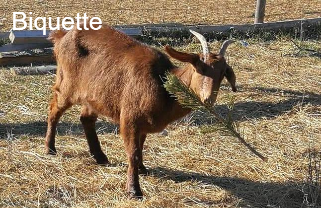 Biquette - De la Main à la Patte - Animal Webaction