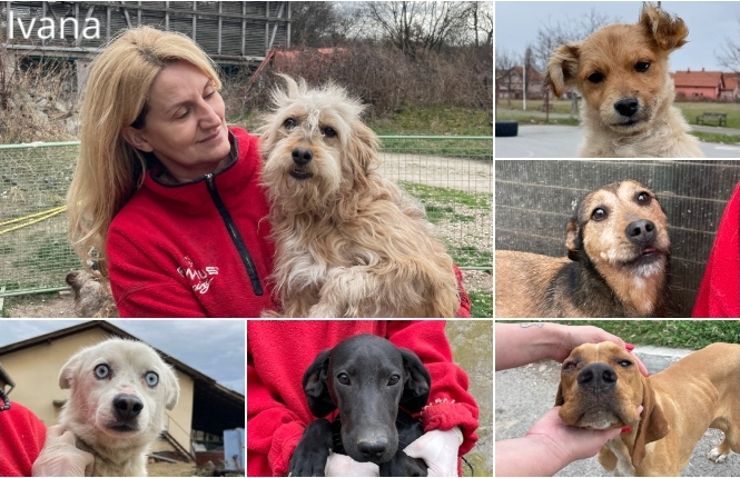 SOS dogs of Serbia - Ivana Nikolić - Animal Webaction