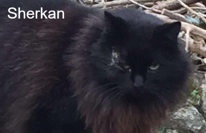 Sherkan - Les Chats Perchés de Mirmande - Animal Webaction