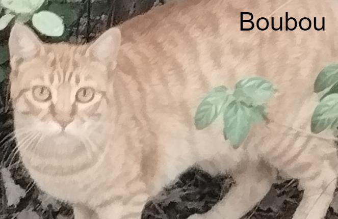 Boubou - Cat Miaou - Animal Webaction