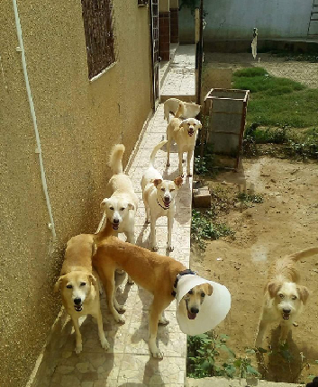SOS chiens de Tunisie - SOS Animaux Tunisie - Animal Webaction