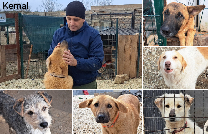 Emergency dogs from North Macedonia - Happy Shelter Skopje - Animal ...
