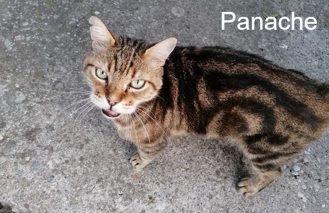 Panache - Au Rendez-vous des Animaux - Animal Webaction