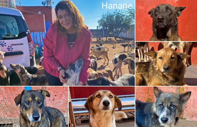 SOS 120 dogs Morocco - AHPPAE - Animal Webaction