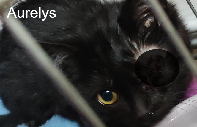 Aurelys - A Pas De Chats - Animal Webaction