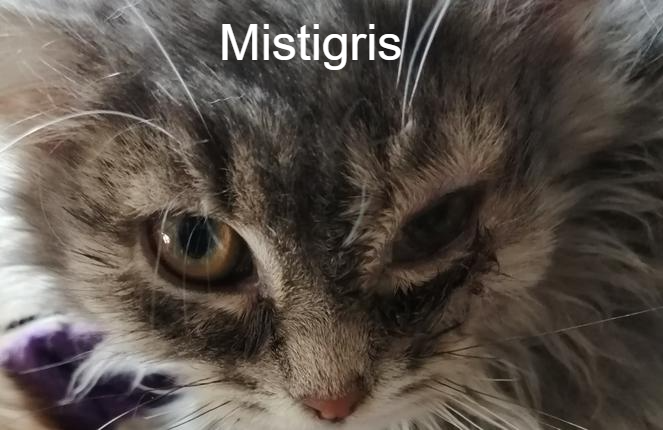 Mistigris - Protection et Environnement Animal - Animal Webaction