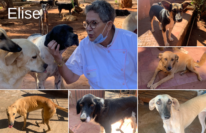 SOS 200 chiens du Maroc - UMPA - Animal Webaction
